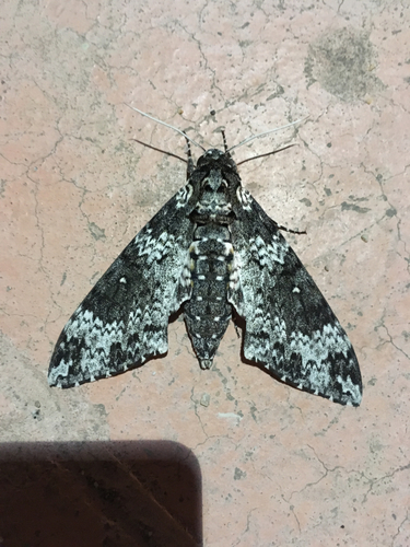 Subspecies Manduca rustica cortesi · iNaturalist