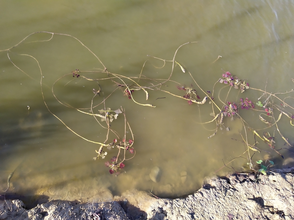 Water caltrop from Güssing, Austria on October 08, 2019 at 03:39 PM by ...