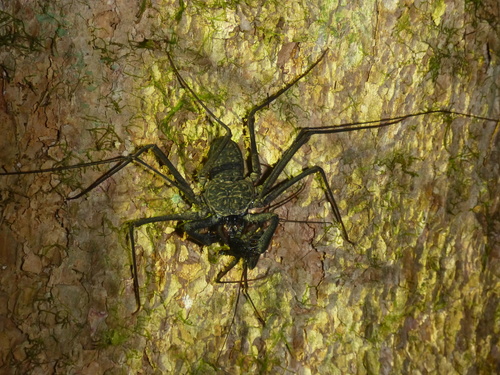 Phrynus maesi · iNaturalist Ecuador
