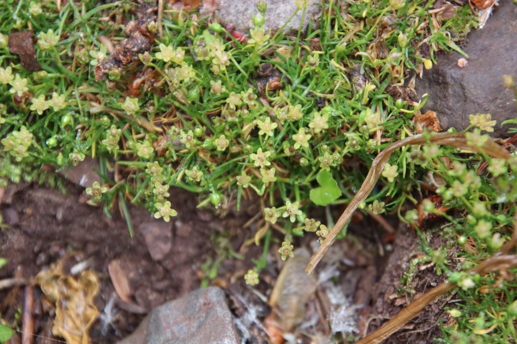 Alpine Pearlwort from Huerfano County, CO, USA on July 12, 2025 at 09: ...