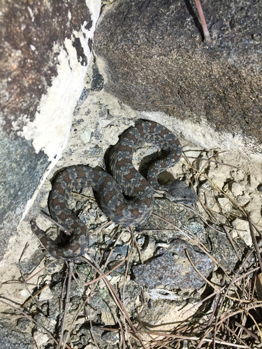 Persian Horned Viper (Pseudocerastes persicus) - Snakes and Lizards