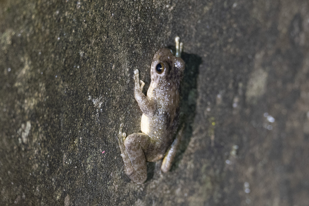 Wuyi torrent frog from 中国浙江省杭州市 on July 11, 2025 at 11:06 PM by Y ...
