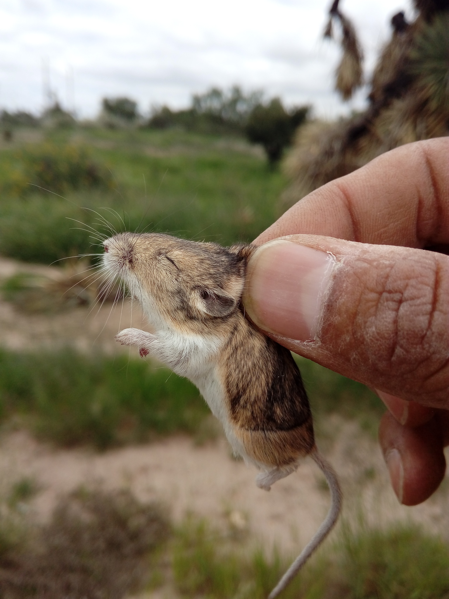 Perognathus flavus Baird, 1855