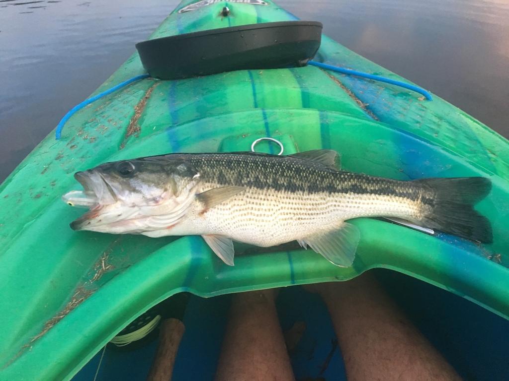 Spotted Bass in October 2019 by leakyrotenonebarrel · iNaturalist