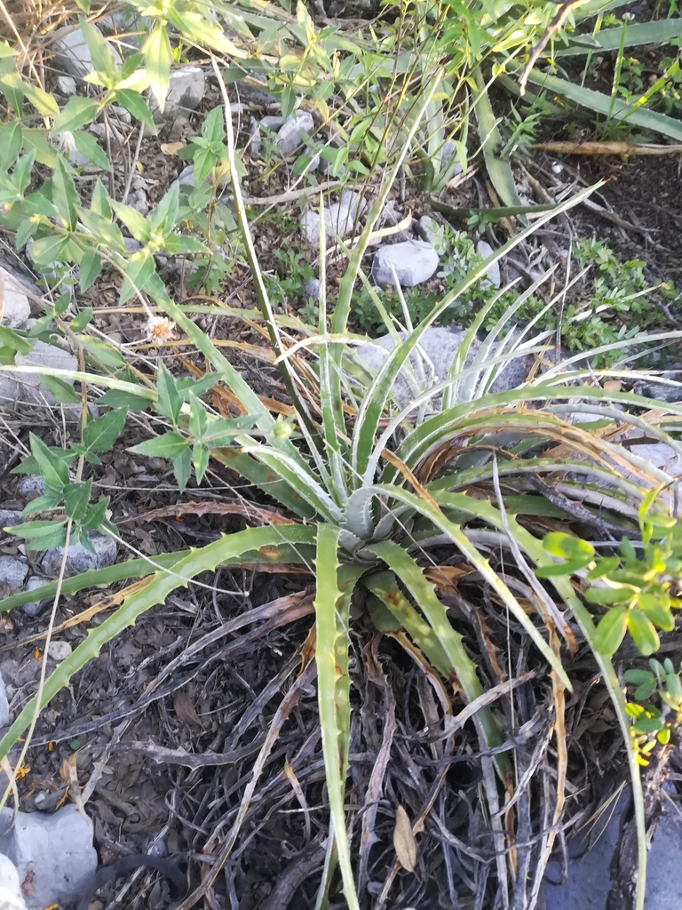 Texas False Agave from San Pedro Garza García, N.L., México on ...