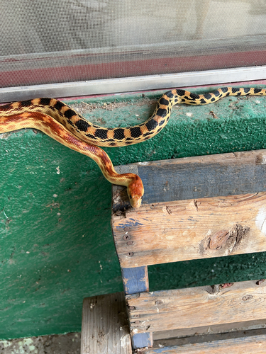 Cape Gopher Snake (Pituophis vertebralis) - Snakes and Lizards
