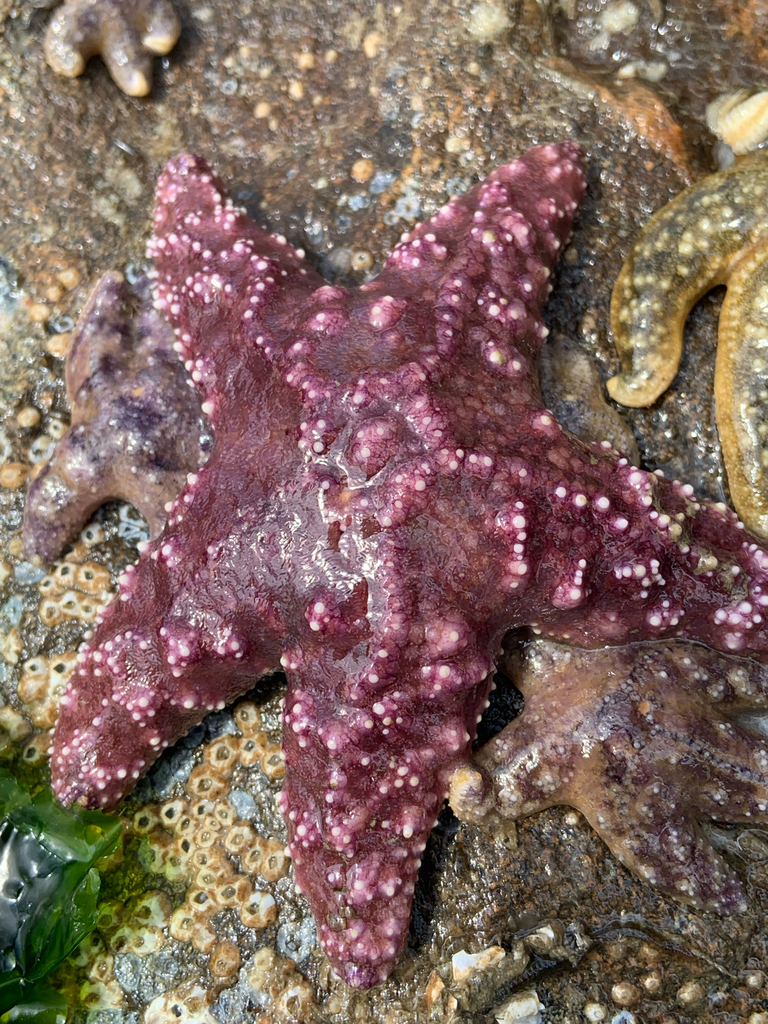 Ochre Sea Star from Vancouver, BC, CA on July 10, 2025 at 01:06 PM by ...