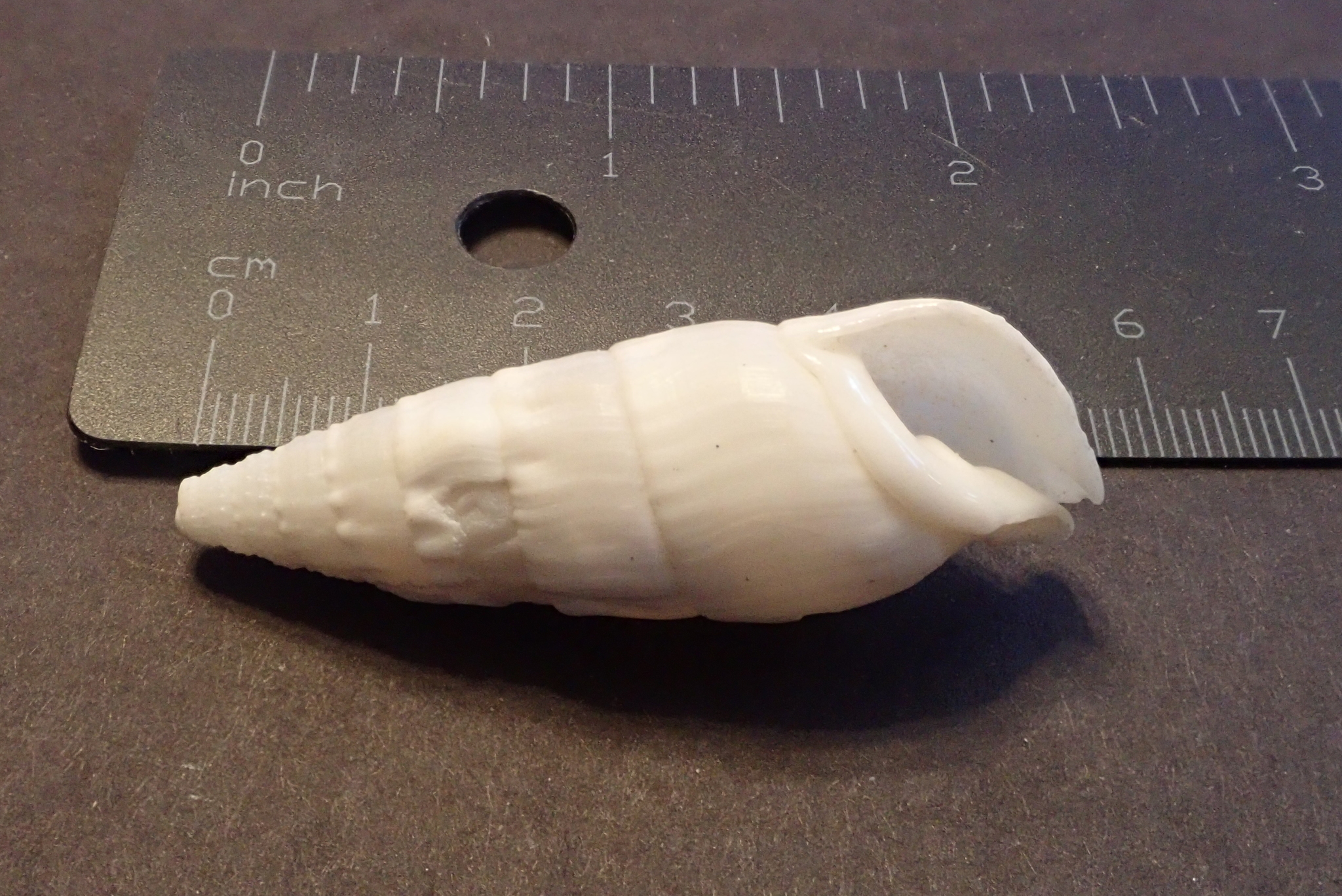 Rhinoclavis vertagus (Linnaeus, 1767)