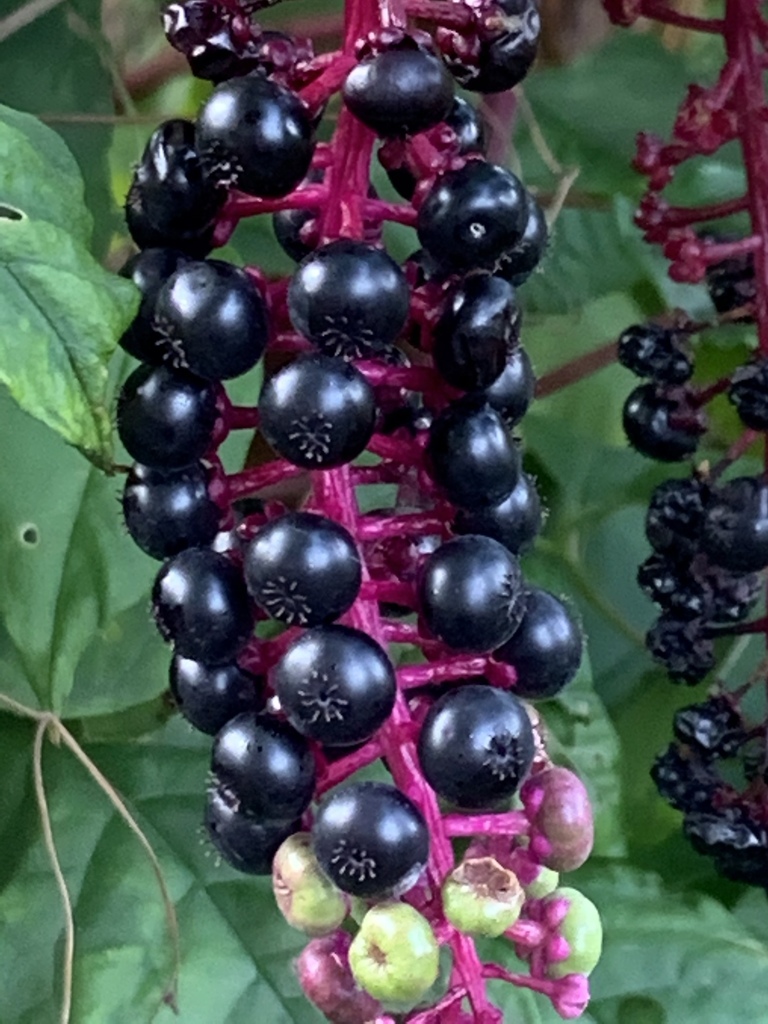 American pokeweed (Wildlife and Wildflowers of Texas - Plants Pt.2 ...