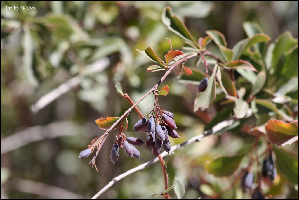 Berberis integerrima from Айнинский район, Таджикистан on August 18 ...