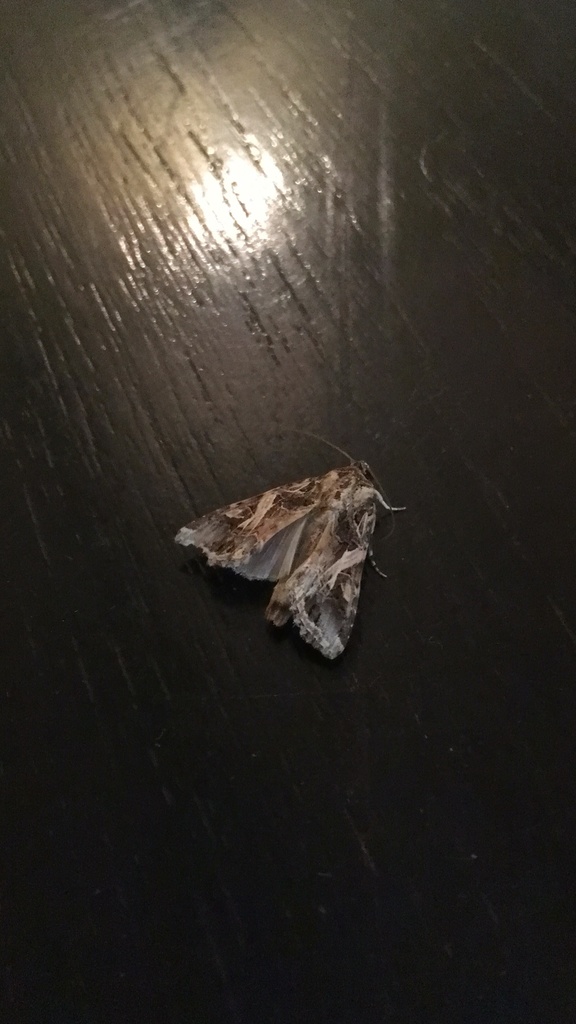 Oriental leafworm moth from Bardez, North Goa, Goa, IN on September 26, 2019 at 05:16 PM by Isha ...