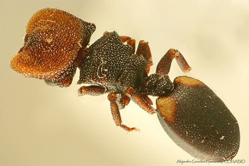 (Cephalotes bimaculatus)
