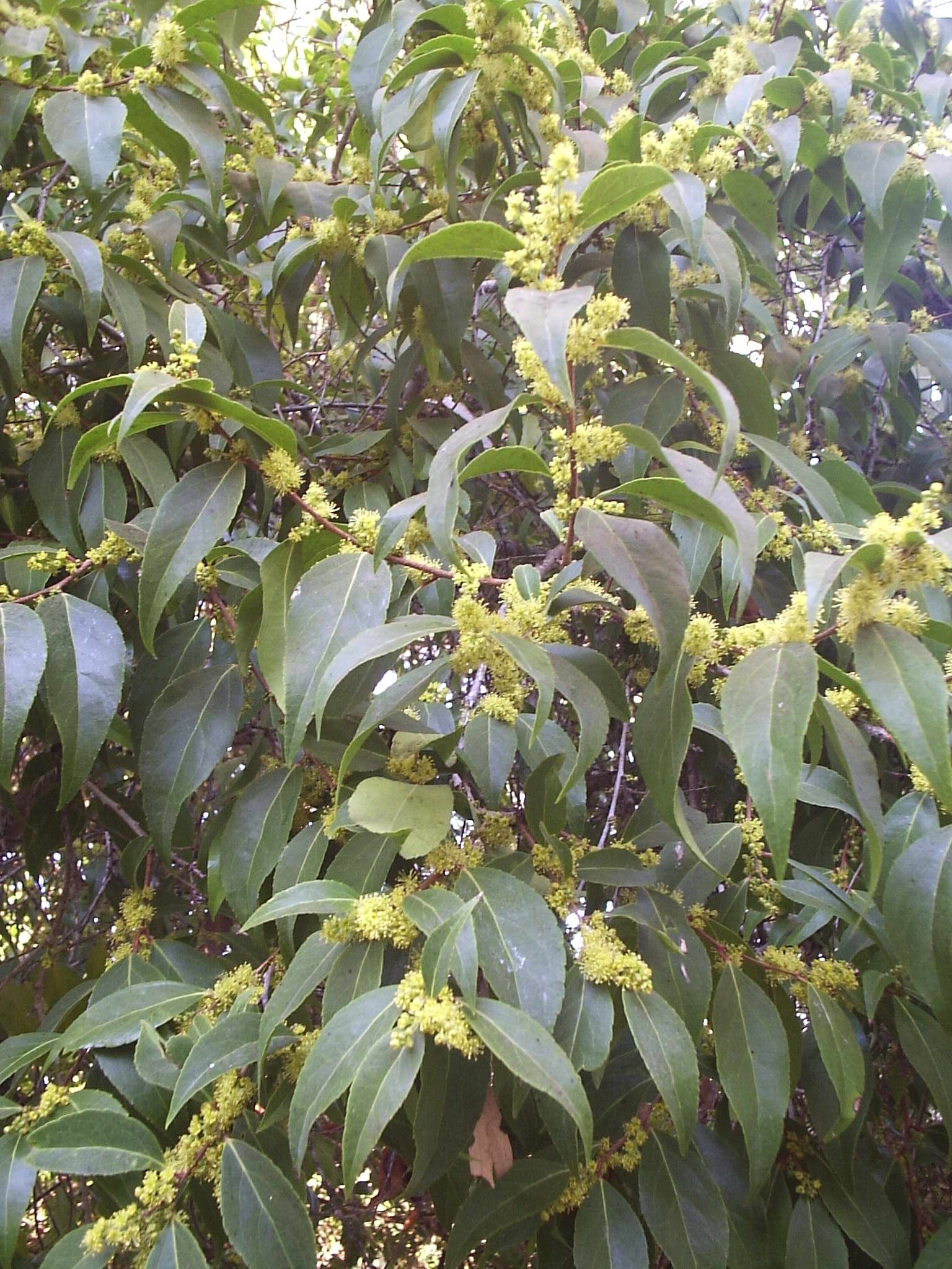 Xylosma congestum (Lour.) Merr.