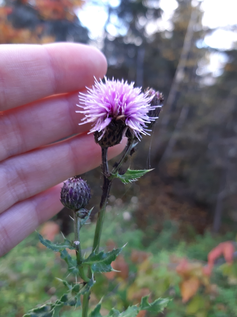 creeping thistle (Cirsium arvense) - Botanical Realm