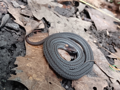 Red-bellied Snake (Storeria occipitomaculata) - Snakes and Lizards