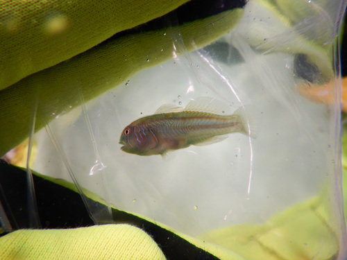 Rippled Coralgoby (Gobiodon rivulatus) · iNaturalist