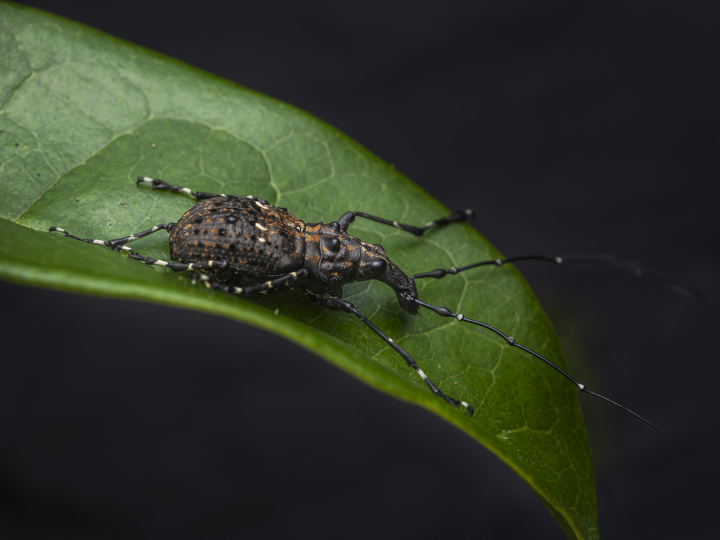 Acanthothorax callosus from 中国浙江省杭州市临安区玲珑山风景区 邮政编码: 311399 on May 7 ...