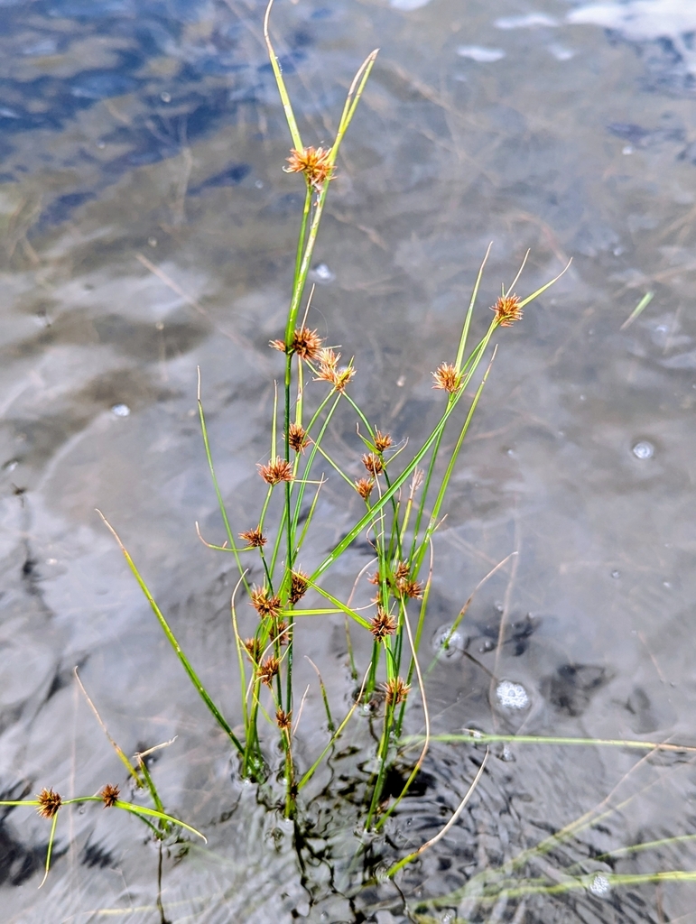 brownish beaked-rush in July 2025 by d0ugh0ck · iNaturalist