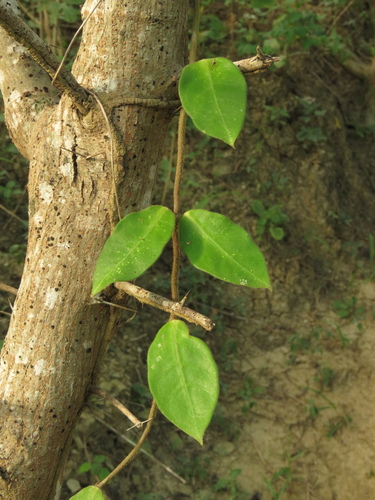Marsdenia xerohylica · iNaturalist