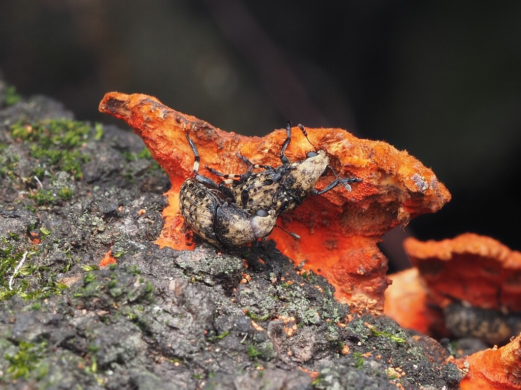 Euparius oculatus from 日本、〒355-0803 埼玉県比企郡滑川町福田 on July 13, 2025 at 07: ...