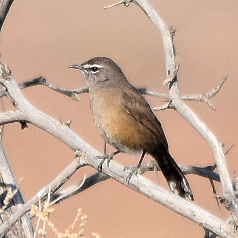 Common Karoo Scrub-Robin (Subspecies Cercotrichas coryphoeus coryphoeus ...
