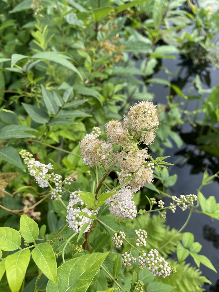 white meadowsweet from Fannie Stebbins Memorial Wildlife Refuge, Fannie ...