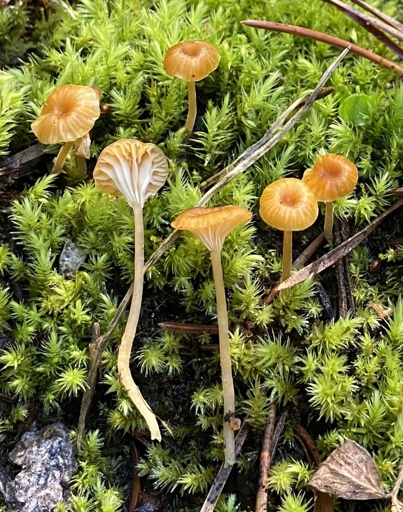 Orange Moss Navel from Payette National Forest, New Meadows, ID, US on ...