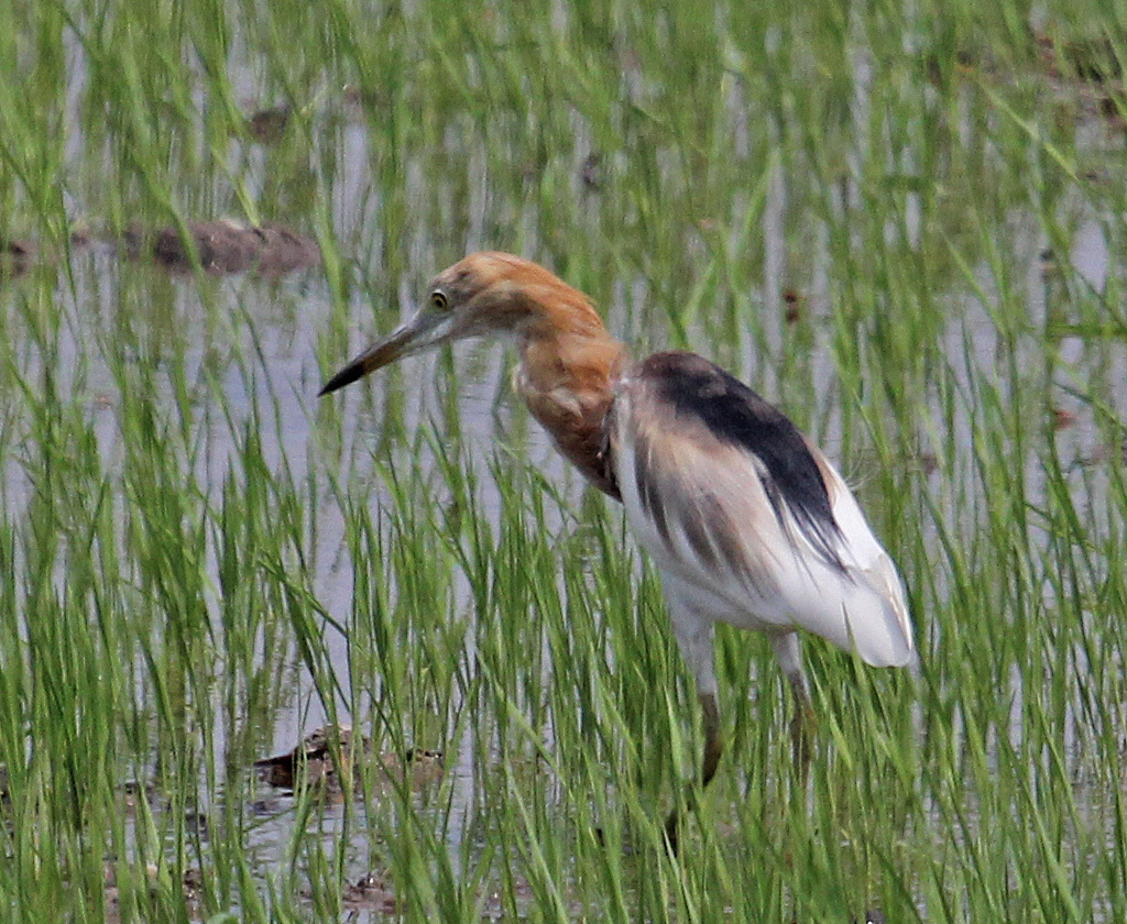 Javan Pond Heron (Birds of Timor-Leste) · iNaturalist