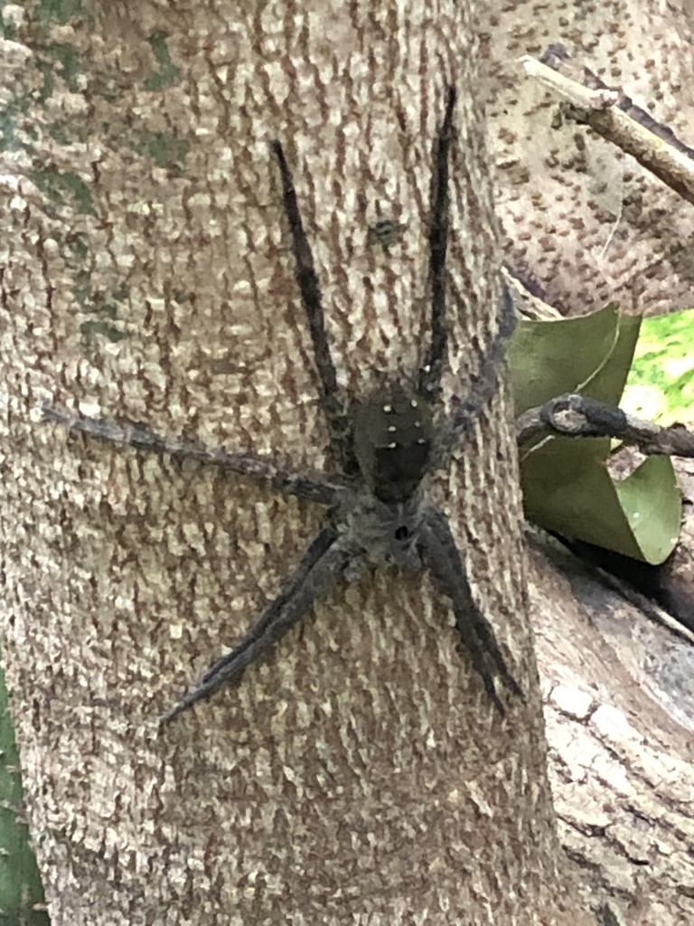 Banded Fishing Spider from Clear Fork Trinity River, Fort Worth, TX, US ...