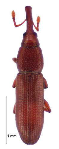 Stenotoura lateritia · iNaturalist