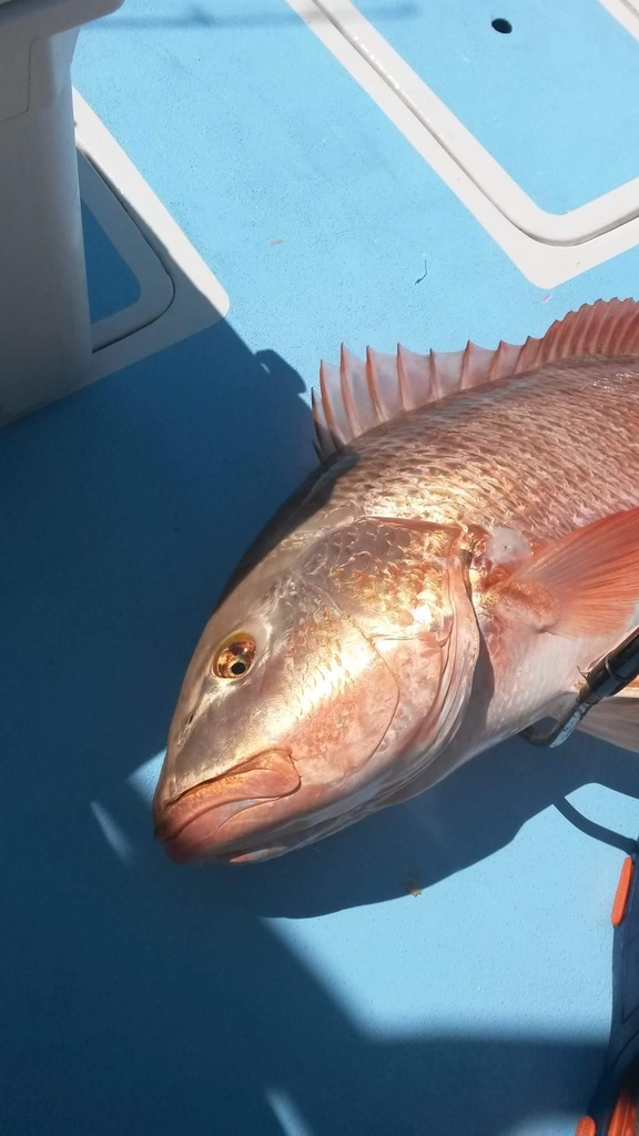 Pacific Cubera Snapper from Puntarenas Province, Quepos, Costa Rica on ...