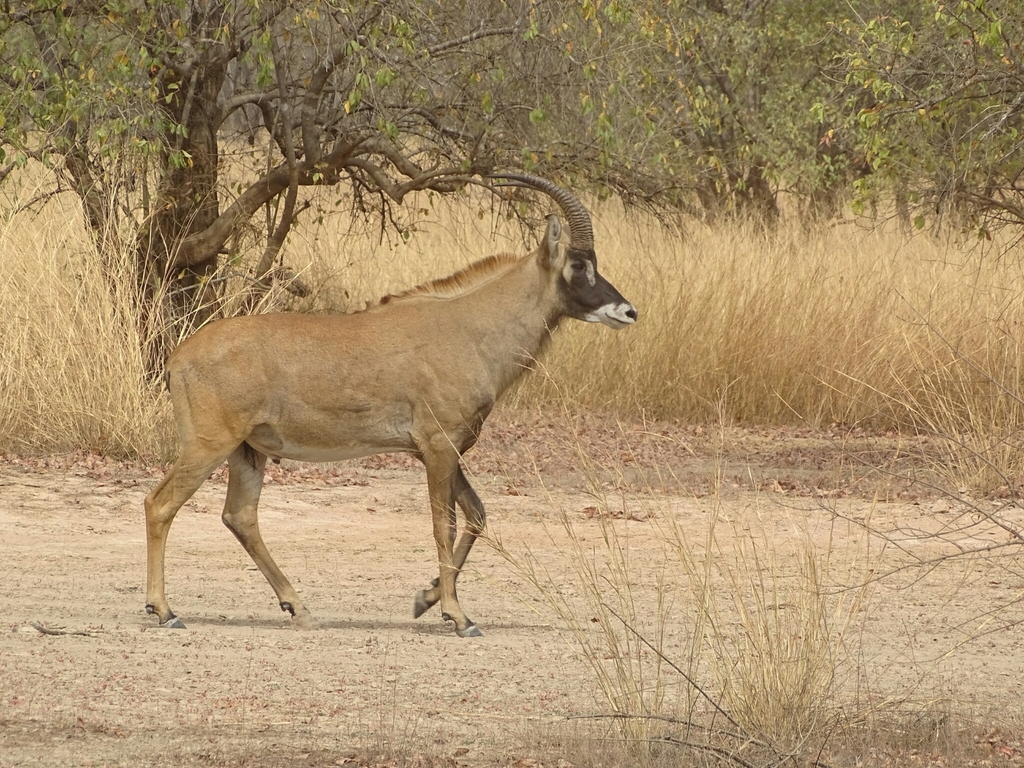 Western Roan Antelope (Hippotragus equinus koba) - Know Your Mammals