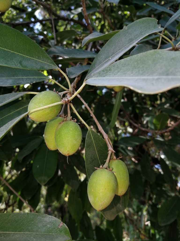 Transvaal Red Milkwood (Plants of the Matopos) · iNaturalist