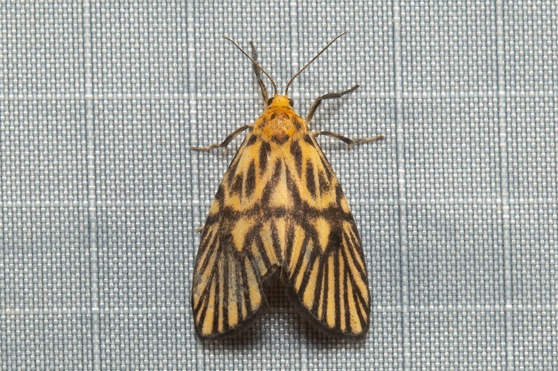 Barsine from Kg. Mahua, 89650 Tambunan, Sabah, Malaysia on August 6 ...