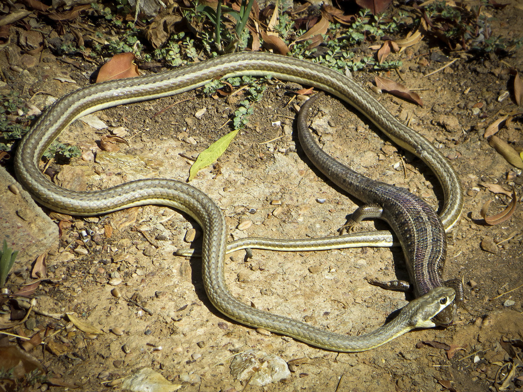 Karoo Sand Snake from Koringberg, 7312, South Africa on January 9, 2017 ...