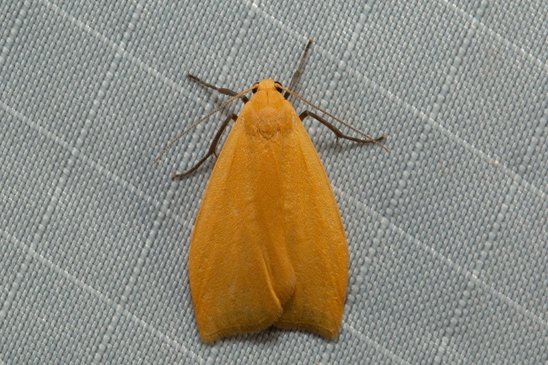 Nishada from Fraser's Hill, Pahang, Malaysia on June 29, 2019 at 09:40 ...