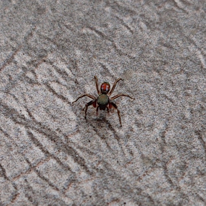 Jade Jumping Spider in October 2019 by Sutthikhun Phaengphongsai ...