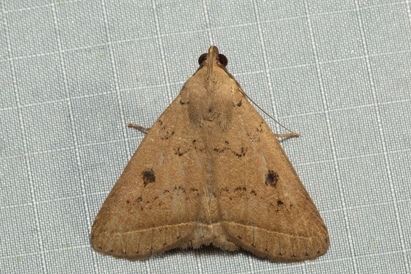 Simplicia discosticta from Fraser's Hill, Pahang, Malaysia on July 01 ...