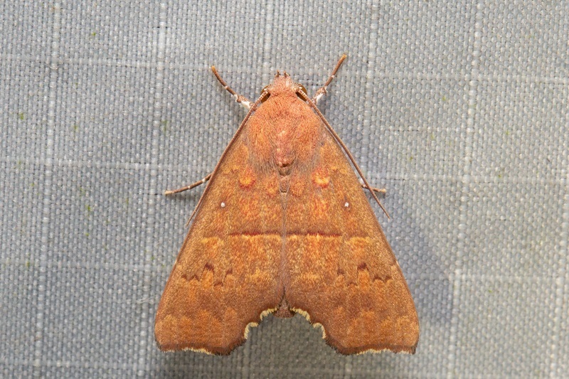 Arthisma rectilinea from Fraser's Hill, Pahang, Malaysia on July 4 ...