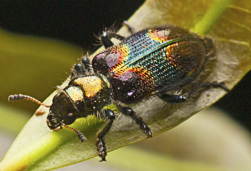 Phlogistus sculptus · iNaturalist Ecuador