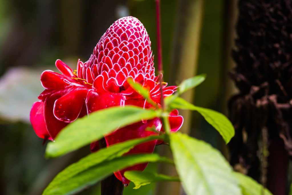 Torch ginger from Hilo, HI, US on October 22, 2016 by Melissa McMasters ...