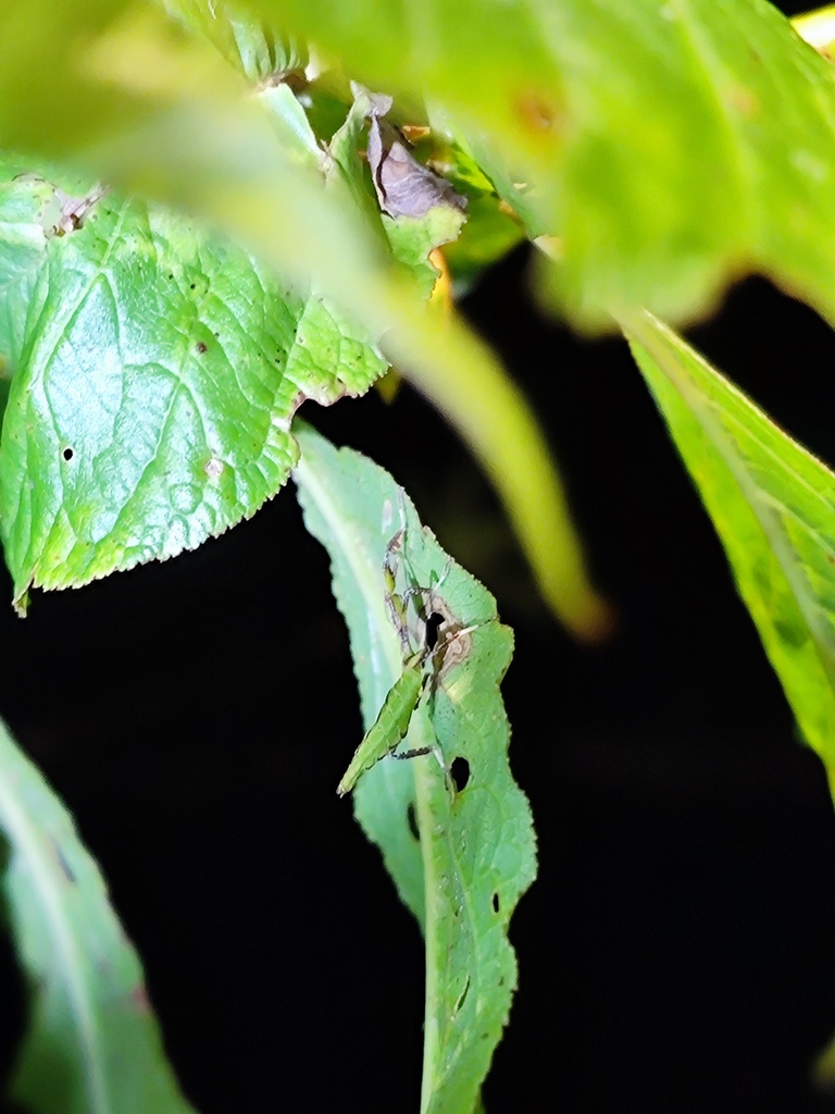 Cryptophyllium parum from 中国海南省乐东黎族自治县 on January 3, 2023 at 09:33 PM ...