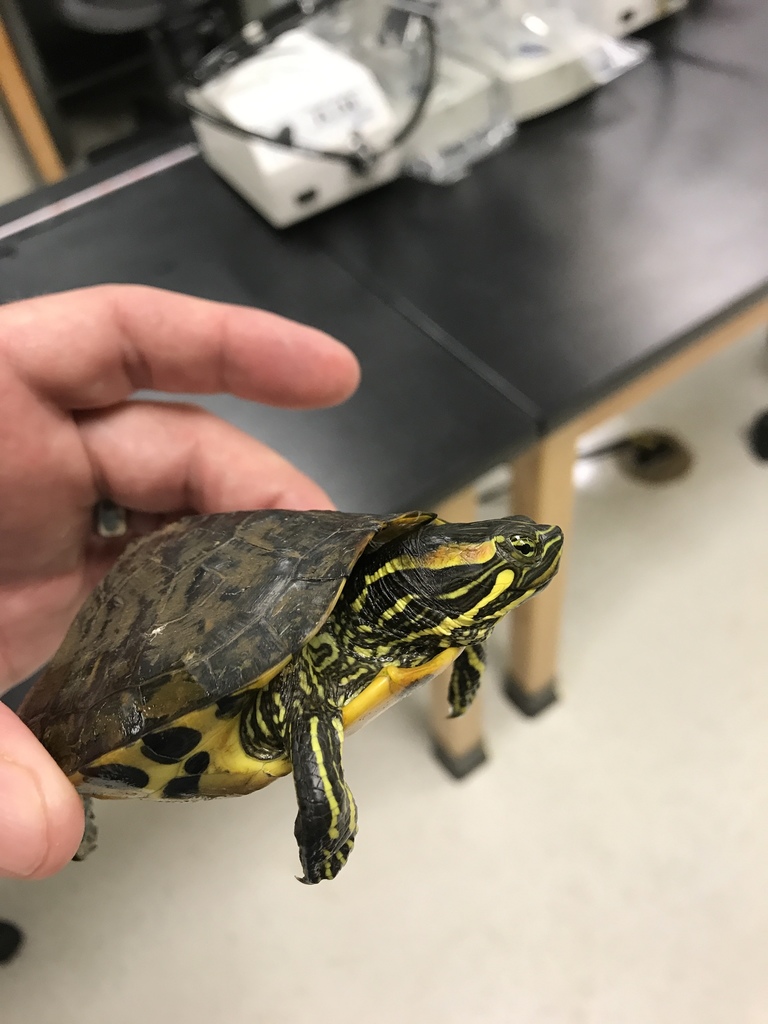 Turtles and Tortoises from Camp Durant Rd, Raleigh, NC, US on October ...