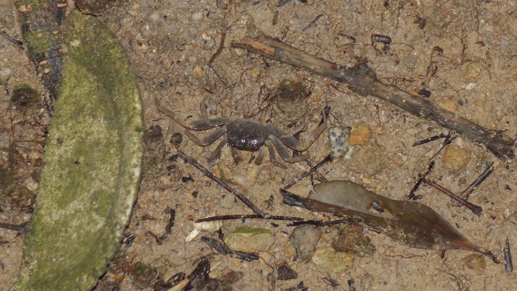 Sesarmoides borneensis from Pasir Ris, Singapore on July 13, 2025 at 04 ...