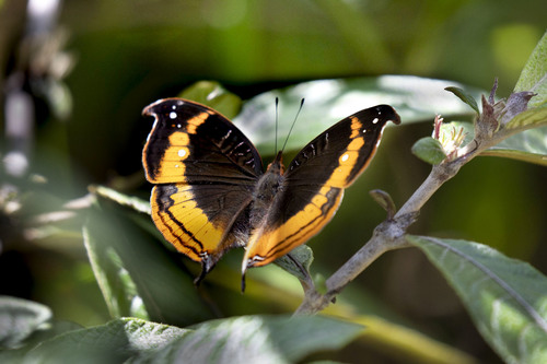 Malagasy Leaf Commodore (Precis eurodoce) · iNaturalist