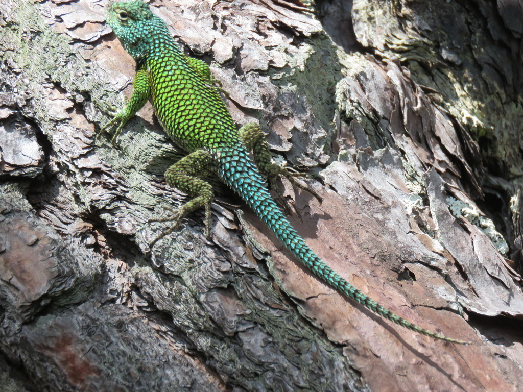 Honduran Emerald Spiny Lizard from Departamento de Lempira, Honduras on ...