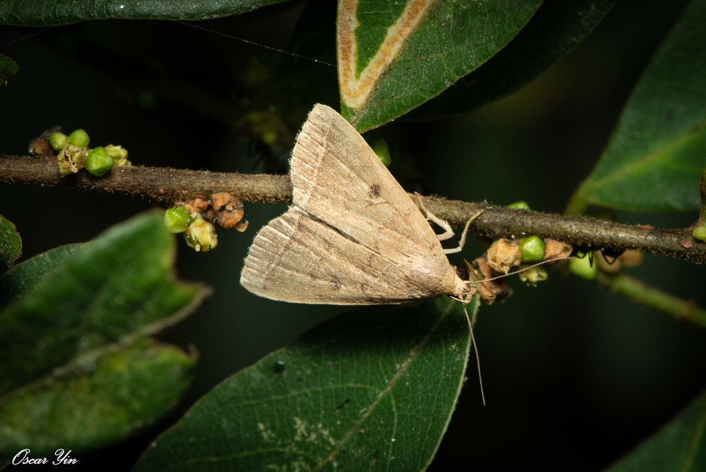 Simplicia from 台灣彰化縣 on October 9, 2019 at 10:10 PM by 尹若宇 · iNaturalist