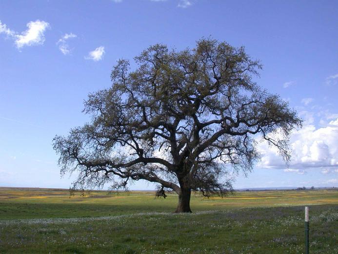 valley oak (Trees & Shrubs of the Sunol Region - BioBlitz) · iNaturalist