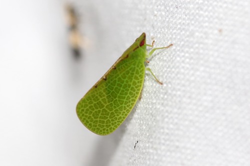 Genus Hemithiscia · iNaturalist