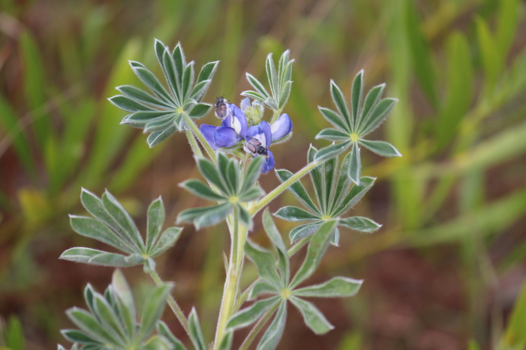 Sandplain lupine (Lupinus cosentinii) - Botanical Realm